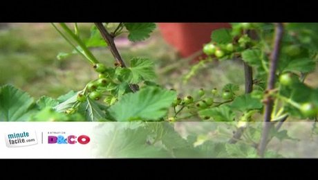 Comment aménager son potager fruitier ? - Minutefacile.com