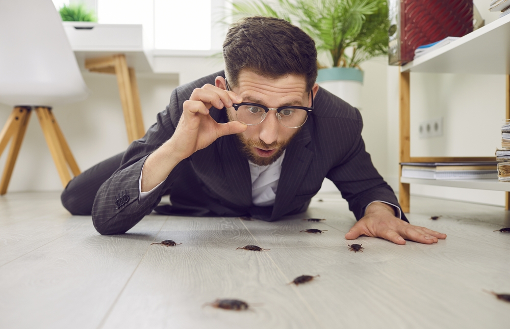 Comment se débarrasser des insectes nuisibles dans la maison - Minute ...
